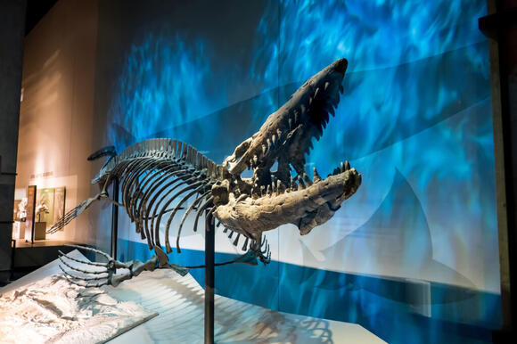 The Complete List of Every U.S. State Dinosaur and Fossil - NewsBreak