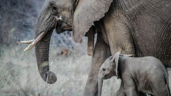 The Secret Language of Elephants Is Finally Being Decoded - NewsBreak