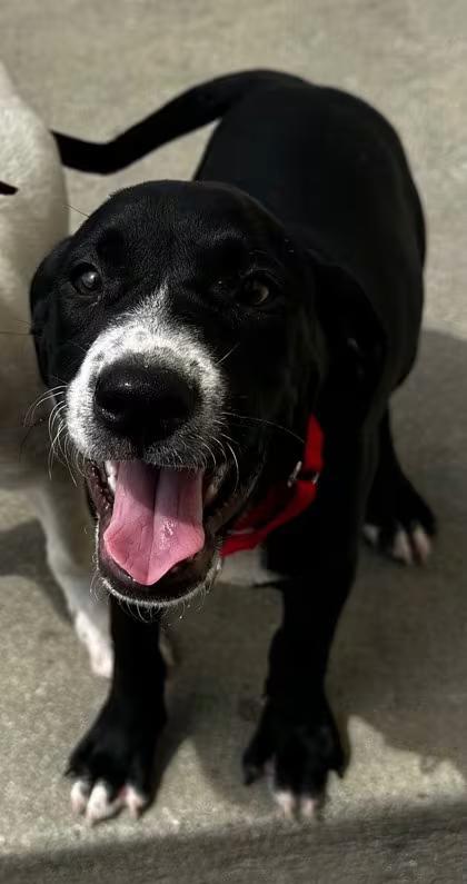 🐶 Playful Puppies & Loving Adult Dogs Ready for Adoption in North ...