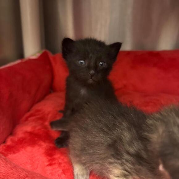 🐱 Free Cat Adoptions in Spring Hill — Kittens & Adults Waiting - NewsBreak