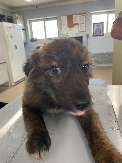 🐶 Playful, Loyal & Loving Dogs Ready for Adoption in Shelby - NewsBreak