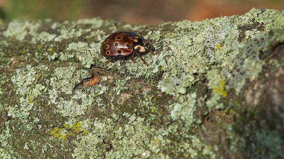 10 Different Colors Of Ladybugs (Rarest to Most Common) - NewsBreak