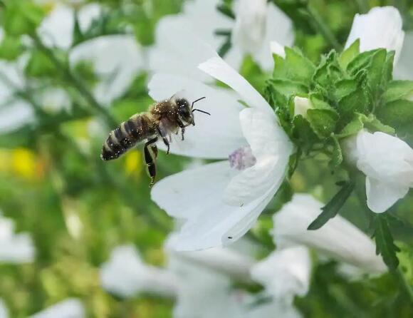 8 Common Stinging Insects Found in South Dakota - NewsBreak