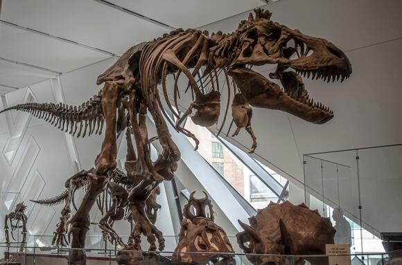 Before Sheep, New Zealand Was Run by Dinosaurs With Great Bone ...