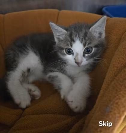 🐱 Playful & Sweet Cats Ready for Adoption in New Bern - NewsBreak