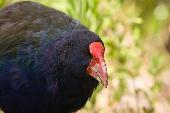 Animals Thought To Be Extinct – But Rediscovered Alive! - NewsBreak