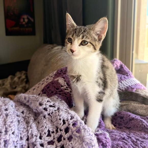 🐱 Sweet Kittens and Loving Cats Ready for Adoption in Arizona City ...