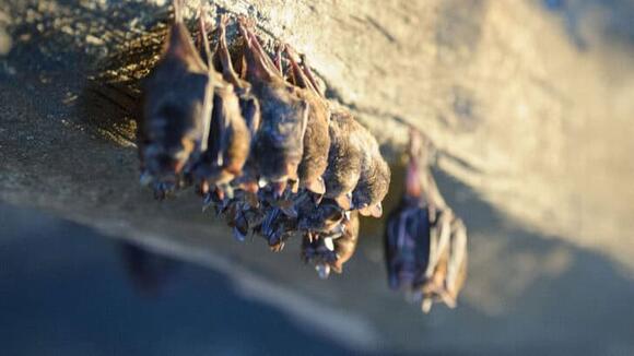 This Bat Colony Is the Largest Mammal Gathering in North America ...