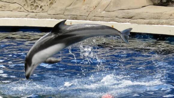Dolphin Intelligence and Human Connection: A Deep Dive - NewsBreak
