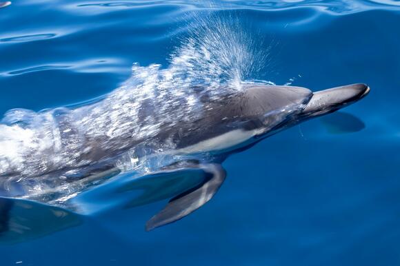 Tourist Films Extremely Rare ‘Skunk Dolphin’ in Stunning Once-in-a ...