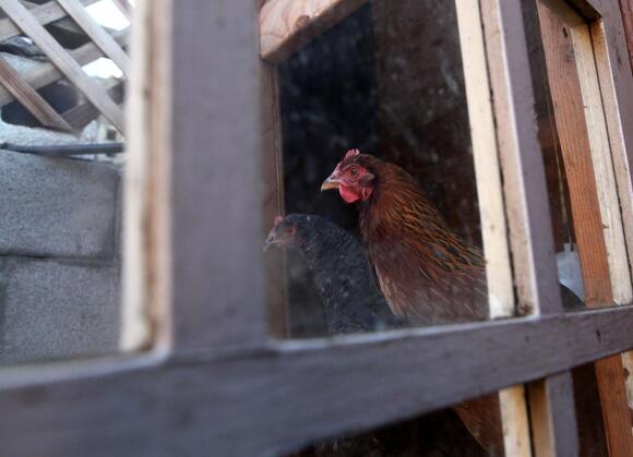 Lafayette Parish Allows Backyard Chickens, Beehives, and Year-Round ...
