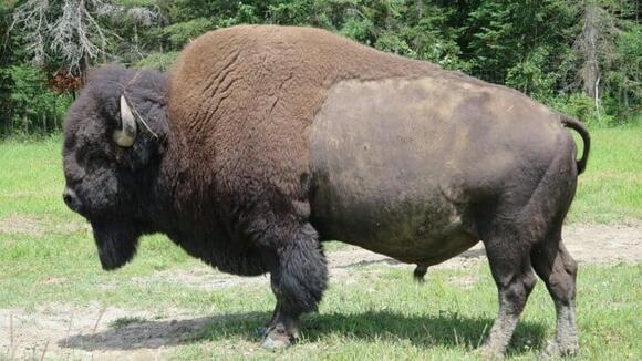 12 Times Bison Proved They are Not to Be Messed With - NewsBreak
