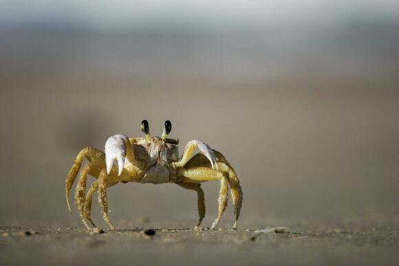 How Fiddler Crabs Use Their Large Claws to Attract Mates - NewsBreak