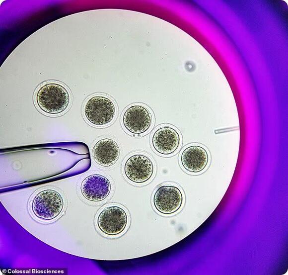 Meet Khaleesi: First female dire wolf is brought back from EXTINCTION ...