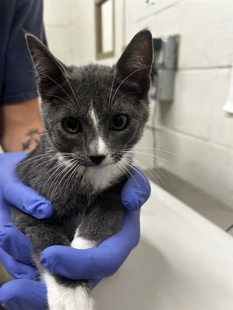 🐱 Playful Kittens Ready for Adoption in Chula Vista - NewsBreak