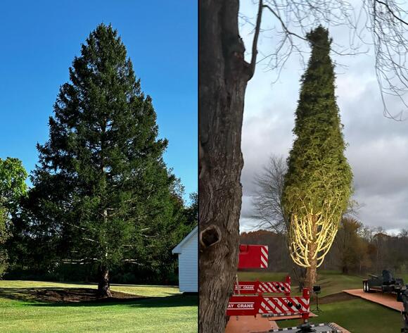 Rockefeller Center Christmas Tree cut down upstate, headed to NYC for ...