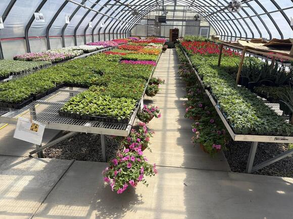 CHS FFA Greenhouse Plant Sale Runs Through Mid-May - NewsBreak