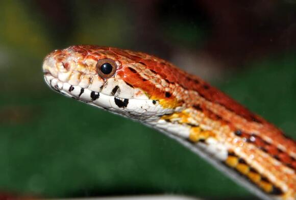 How Corn Snakes Became One of America’s Favorite Pets - NewsBreak