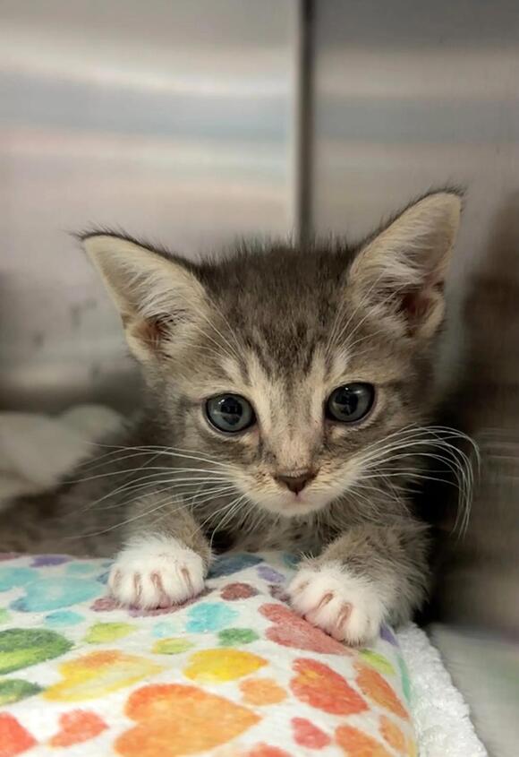 South Carolina shelter overrun with hundreds of kittens gets boost from ...