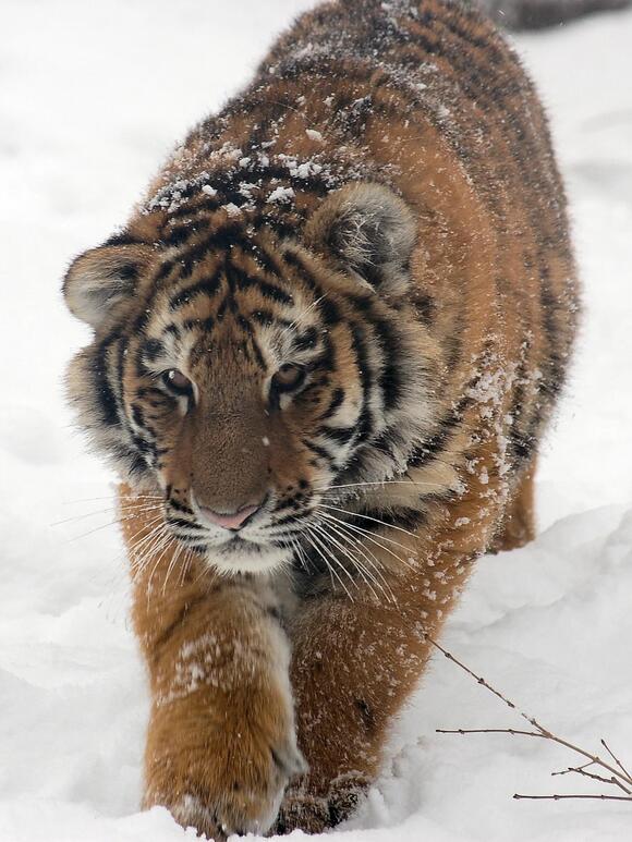 13 Countries Where Big Cats Still Roam Free (in 2025) - NewsBreak