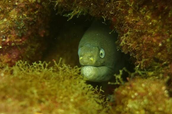 The Science of Electric Eels: How Animals Generate Electricity - NewsBreak