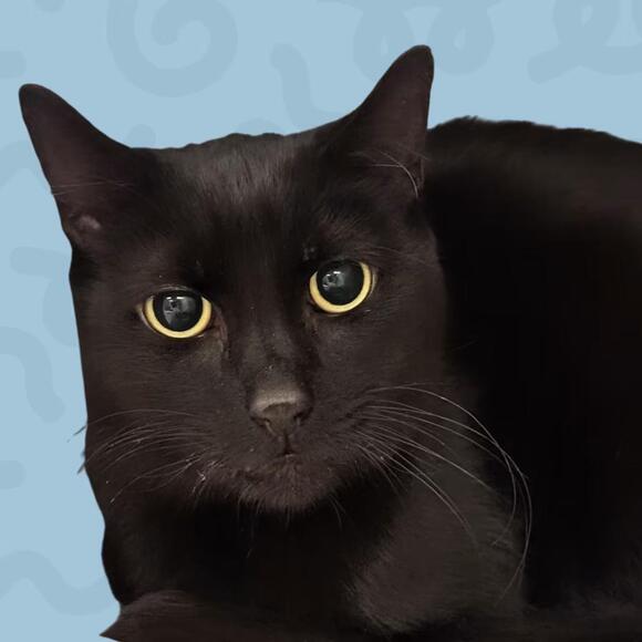 🐱 Friendly Cats Waiting for Adoption in Carson City - NewsBreak
