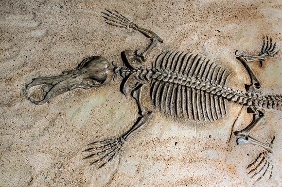 Could Prehistoric Diseases Have Contributed to Dinosaur Extinction ...