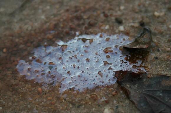 The Hidden World of Underground Ecosystems - NewsBreak