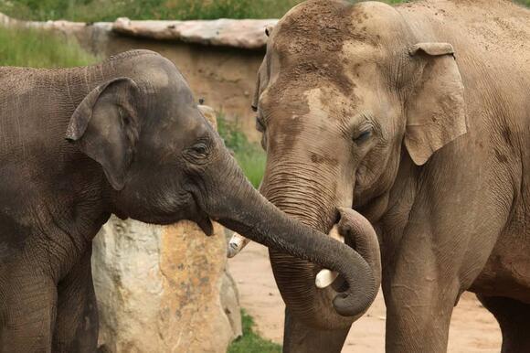 The Best Places to See Elephants in The Wild - NewsBreak