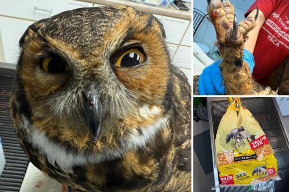 West Michigan Owl Found With Zip Tie on Leg is Now Fighting for ...