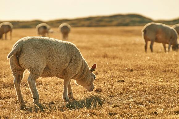 Sacred or Slaughtered: The Double Standard Around Sheep - NewsBreak