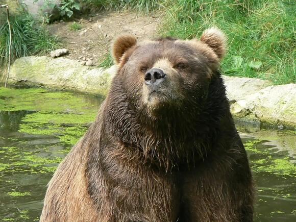 Beware of Bears in These US Cities - NewsBreak