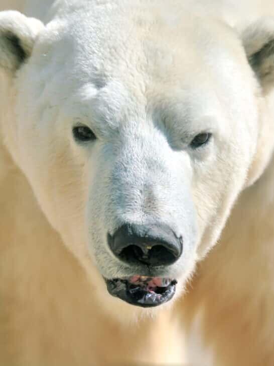 Scariest Polar Bear Attack Ever Recorded - NewsBreak