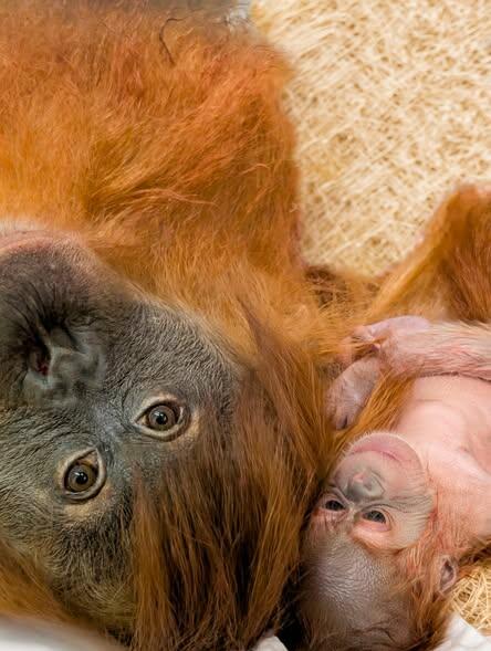New baby orangutan born at Denver Zoo - NewsBreak
