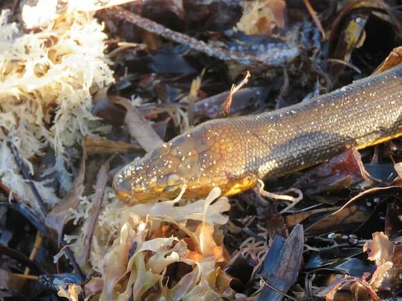 Sea Snakes: A Complete Guide - NewsBreak