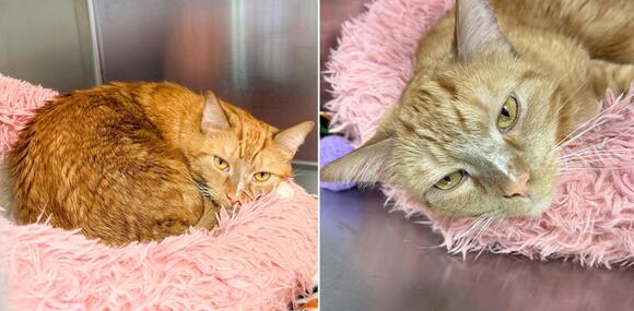 Meet George: A Gentle 7-Year-Old Cat Still Waiting for Someone to Call ...