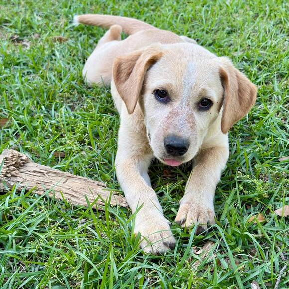 🐶 Playful Puppies and Sweet Companions Ready for Adoption in Albany ...