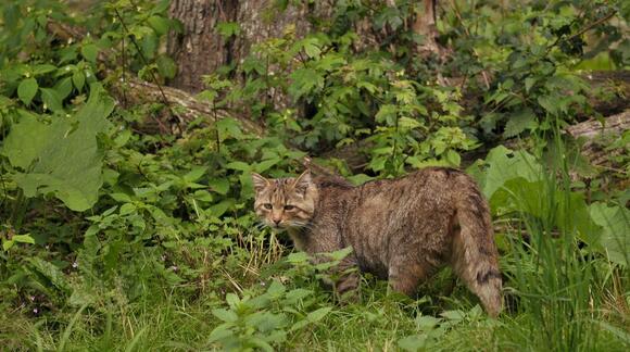 10 Big Cat Species With Unbelievable Camouflage Skills - NewsBreak