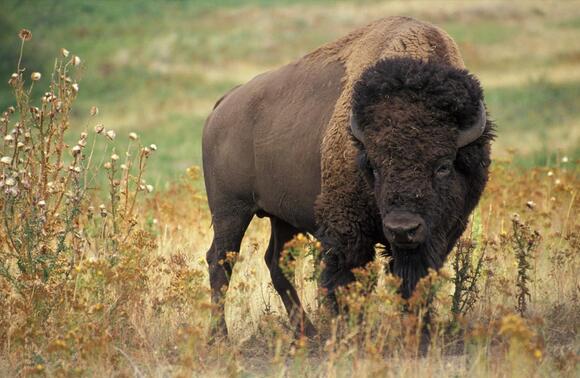 Which Bison Personality Matches Your Work Ethic? - NewsBreak