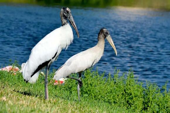 What Animals Eat Earthworms: The Complete List of Worm Predators ...