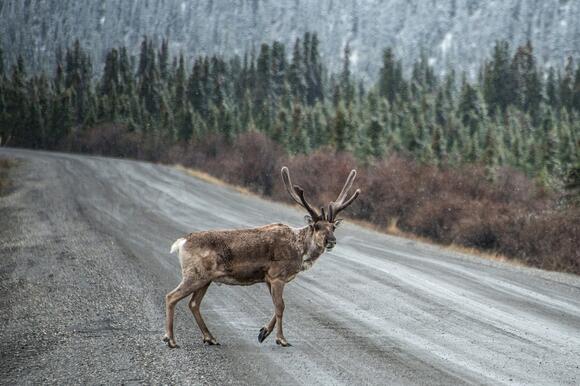Sweden’s Reindeer Glow in the Dark to Avoid Getting Hit by Cars - NewsBreak