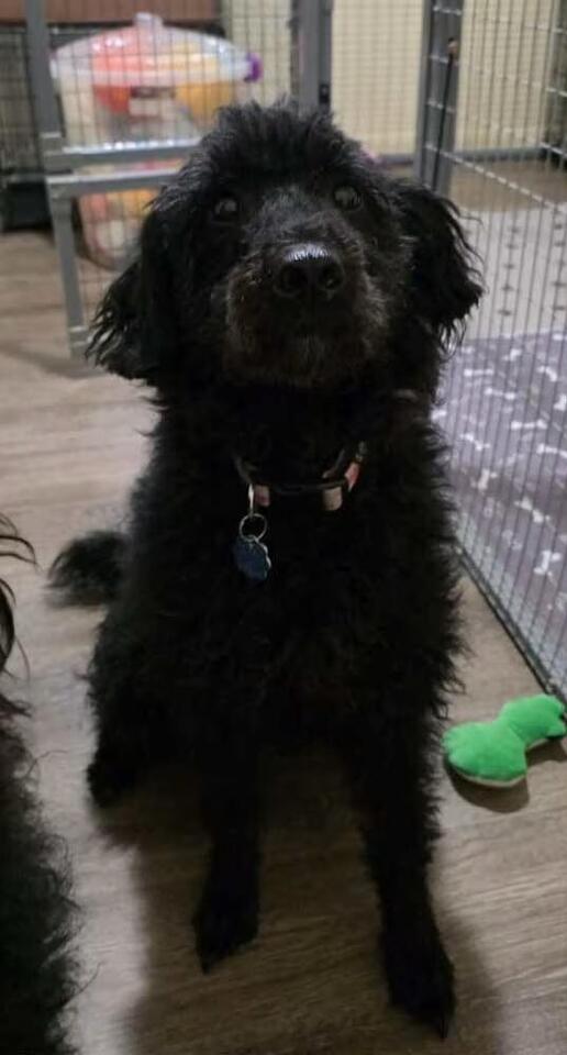 🐶 Sweet Labradoodle Sisters Ready for Adoption Near Heiskell, TN ...