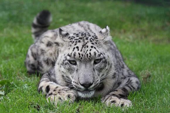 Are Captive Breeding Programs Helping or Hurting Endangered Species ...