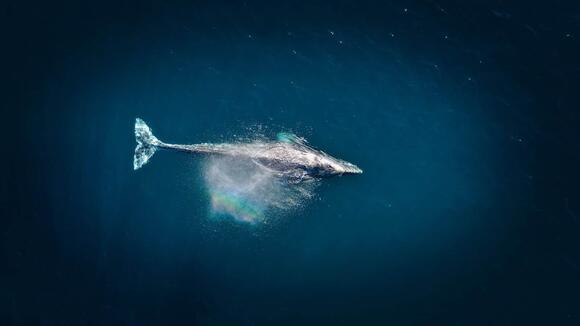 The Largest Whale Ever Caught on Camera - NewsBreak