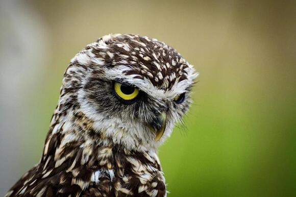 Why Owls Can Rotate Their Heads Almost All the Way Around - NewsBreak