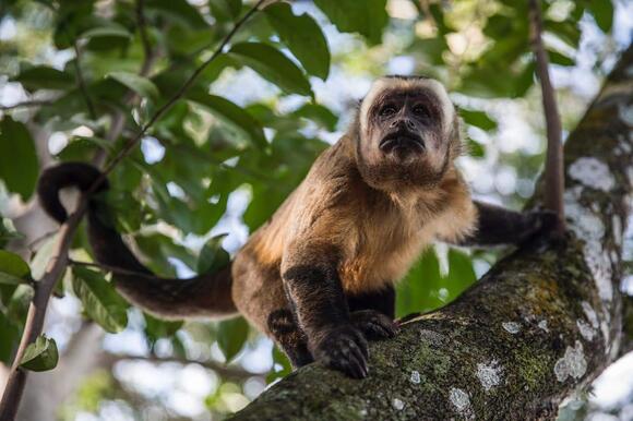 12 Differences Between Old World and New World Monkeys - NewsBreak
