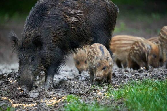 Feral Hogs in Arizona: Where Do They Roam and Are They Dangerous ...