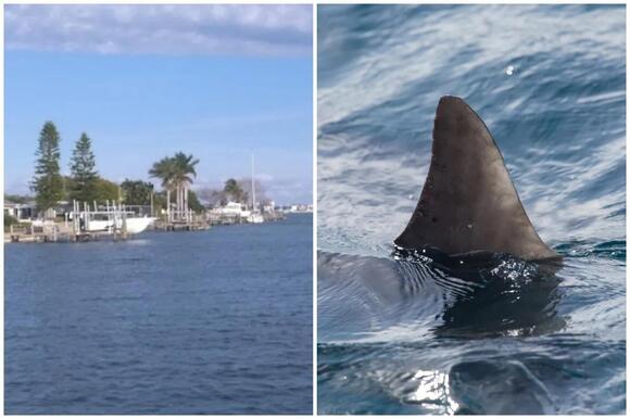 Man eaten by monster shark in front of his own home in 'real-life Jaws ...