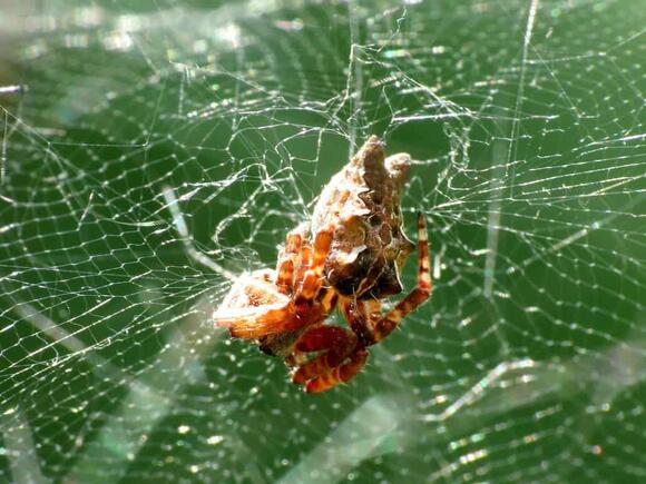 Researchers Are Studying Spider Brains to Build Better Robots - NewsBreak