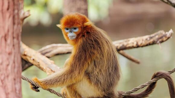 Top 10 Iconic Chinese Animals - NewsBreak